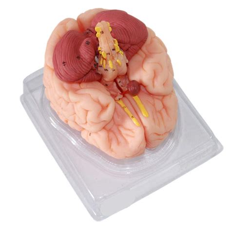 Human Brain Model 9 Parts Anatomically Accurate Brain Model Life