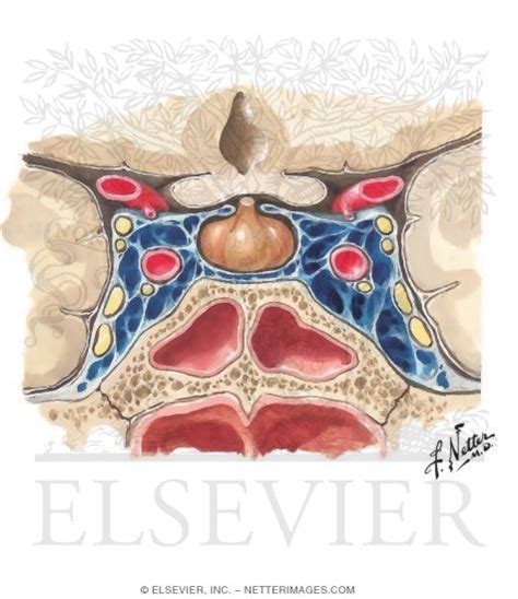Cavernous Sinus Netter