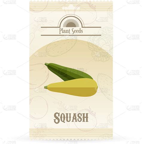 种子 兽群 南瓜属 生物学 农业 蔬菜 素食 清新 食品 葫芦