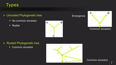 Phylogenetic Tree Rooted And Unrooted Pptx