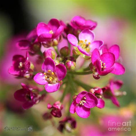 Alyssum Named Wonderland Deep Rose Photograph By J Mccombie