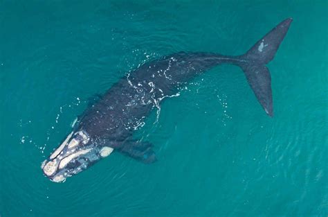 North Atlantic Right Whale