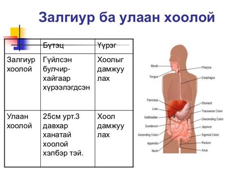 Хоол боловсруулах тогтолцоо