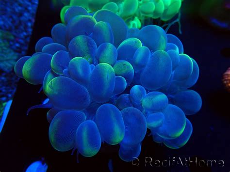 Wysiwyg Plerogyra Sinuosa 4 Skeleton 5 Cmopen 10 Cm