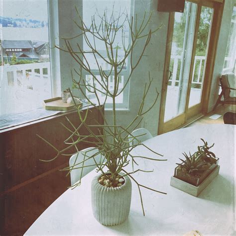 Pruning Recommendation Rhouseplants
