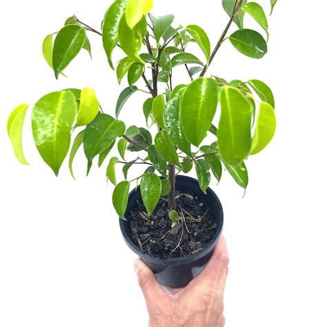 Ficus Benji Buy Indoor Plants Online The Plant Buddies Australia