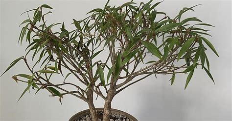 Willow Leaf Ficus Ficus Nerifolia Album On Imgur