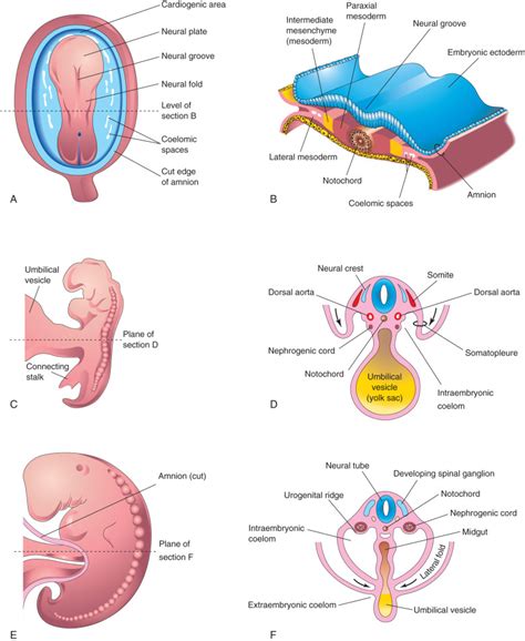 Urogenital Sinus Embryology