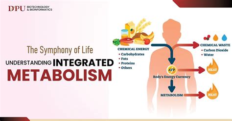 Symphony Of Life Understanding Integrated Metabolism