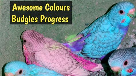 Breeding Progress Budgies Parrots YouTube