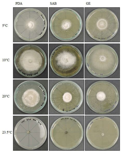Phaeosphaeria Elongate Colony Morphology On Three Media Potato
