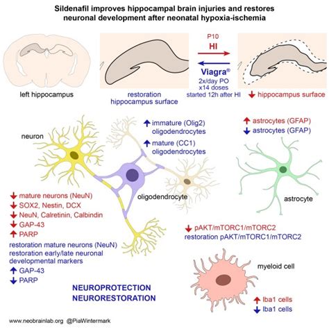 Creating A Graphical Abstract For A Neuroscience Paper Graphical Science
