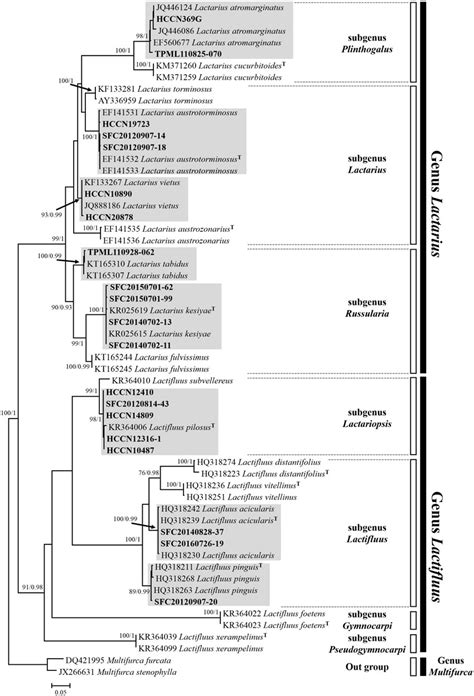 Phylogram Generated From Maximum Likelihood Analysis Based On ITS