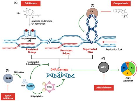 R Loops And R Loop Binding Proteins In Cancer Progression And Drug
