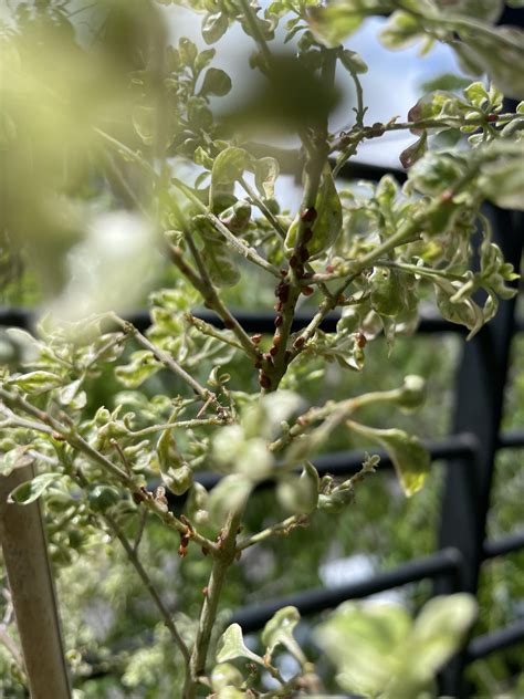 What Are These Brown Blobs On My Mint Bush Rplantclinic