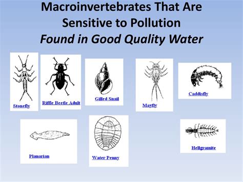 Macroinvertebrates Sampling Ppt Download