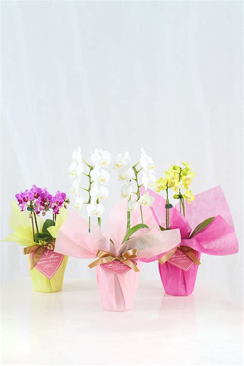 The Good Flower Japan（ザグッドフラワージャパン） Topページ