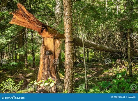 Broken Large Pine Tree From Summer Wind Storm Stock Image Image Of Scene Michigan 268217641