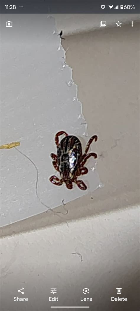 Info Please R Ticks