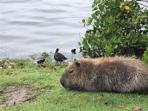 Capybara Next To A Duck With Her Ducklings R Capybara