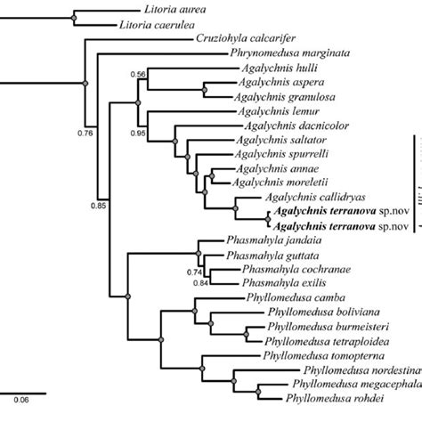 Bayesian Consensus Tree Showing Inferred Evolutionary Relationships Download Scientific Diagram