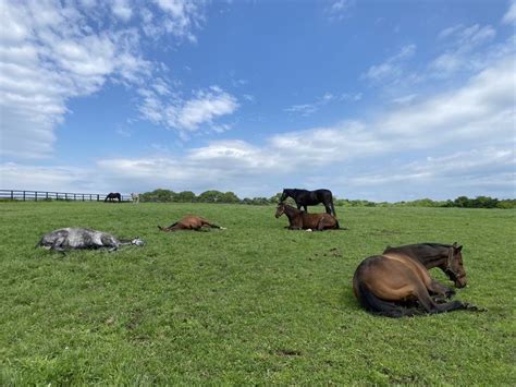 Yogiboヴェルサイユリゾートファーム Versaillesfarm On X In 2024 Versailles Farm