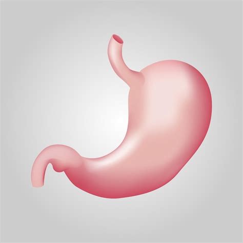인간의 소화 시스템의 위장 현실적인 디자인 격리 된 벡터 일러스트 레이 션 프리미엄 벡터