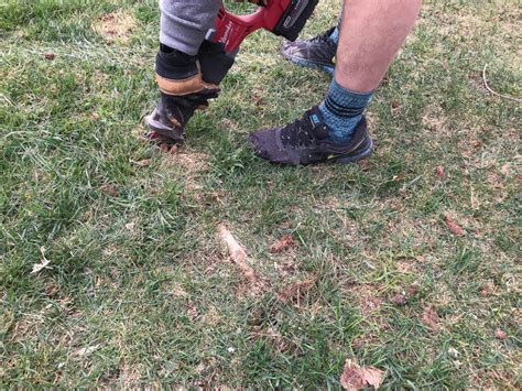 How To Remove Surfacing Tree Roots Artofit