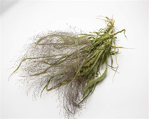 Panicum Sprinkles Flower And Farmer