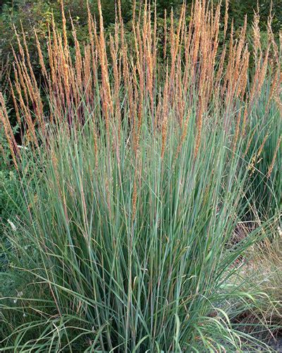 Attract Backyard Birds Northeast Native Plant Landscaping Tips Avian