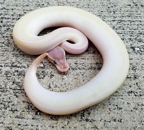 10 More Beautiful Ball Python Morphs