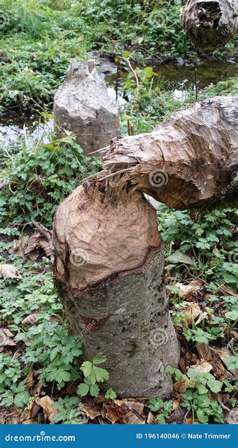 Beaver Eater Stock Photo Image Of Tree Wood Nature 196140046