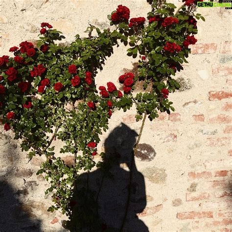 Lilly Dreesen Gethu Cinema