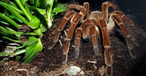 Goliath Tarantula Fangs