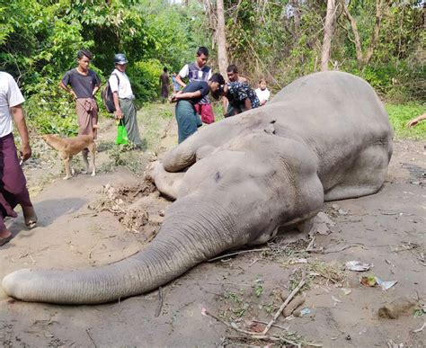 မောင်တောမြို့နယ် အောင်မင်္ဂလာကျေးရွာရှိ စိုက်ခင်းတစ်တွင် တောဆင်ရိုင်းတစ်ကောင် သေဆုံးလျက်တွေ့ရှိ