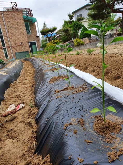 주말농장 텃밭가꾸기 5월에 심는작물파종작물 텃밭작물 15가지 네이버 블로그