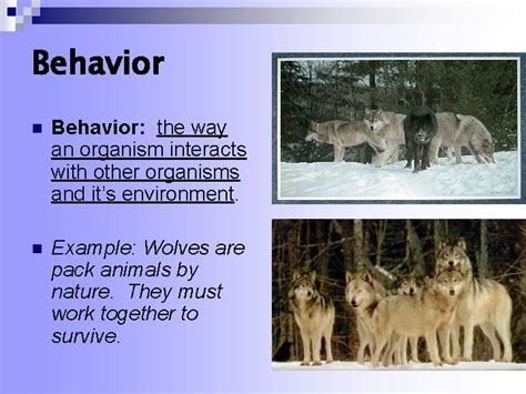 Types Of Behavior Behavior N Behavior The Way