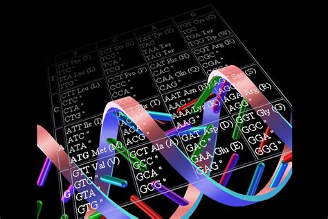 Decoding The Elements Of Your Genetic Code Genetics Coding Protein Synthesis