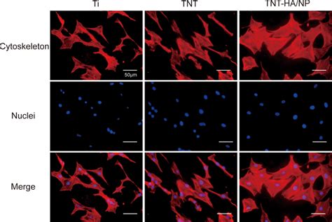 Cytoskeletal Morphology Of Mc3t3‐e1 Cells Incubated On Different