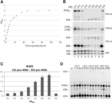 Pre Rrna Processing Is Dependent On Cell Growth A The Yeast Strain