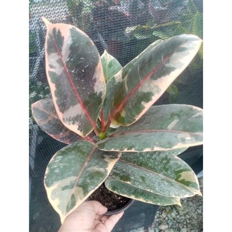 Rubber Tree Ruby Sale Shopee Philippines