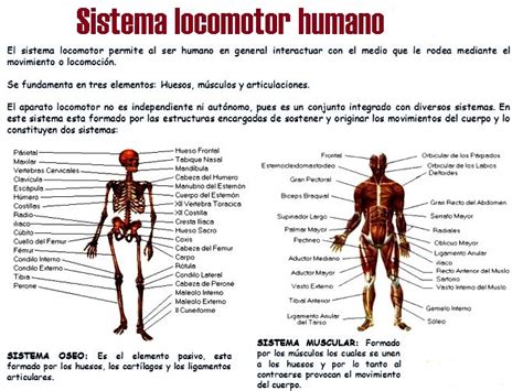 Qué sistemas componen el aparato locomotor Sistema locomotor