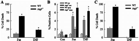 Loss of Atg5 sensitizes MEFs to from Jo2 antibody and TNF α