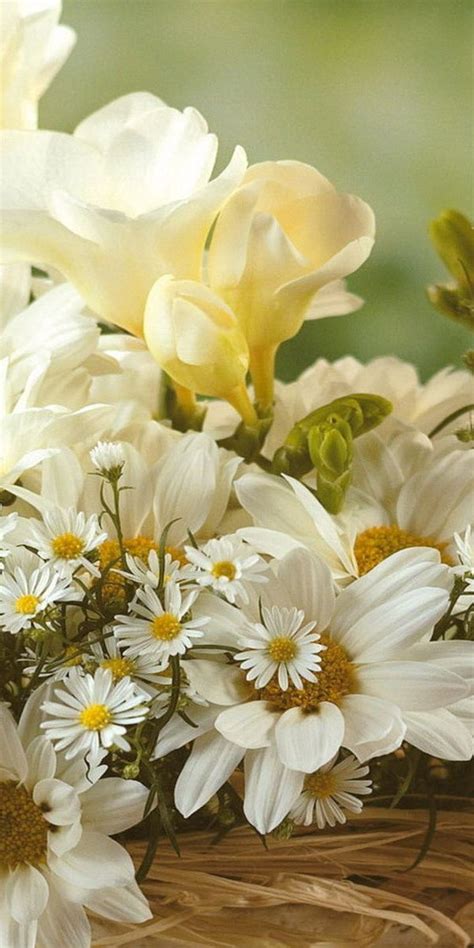 Завантажити шпалери на робочий стіл ПК Квіти Ромашки Букет