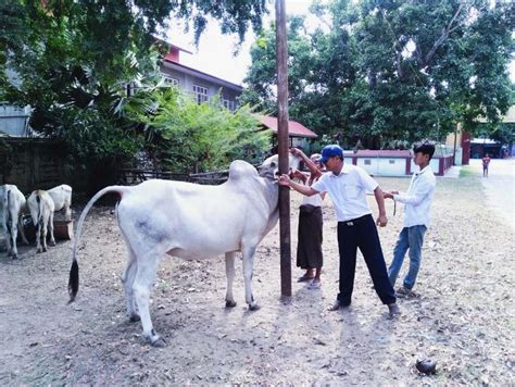 စစ်ကိုင်းမြို့နယ် ယာယီရေဝင်ပြောင်းရွှေ့ တိရစ္ဆာန်များအား ကာကွယ်ဆေးများ