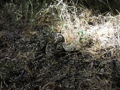 Hoedspruit Reptile Centre This Is A Puff Adder Bitis Arietans One Of South Africas Most