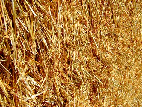 Close-up of golden straw wall Free Stock Photo | FreeImages
