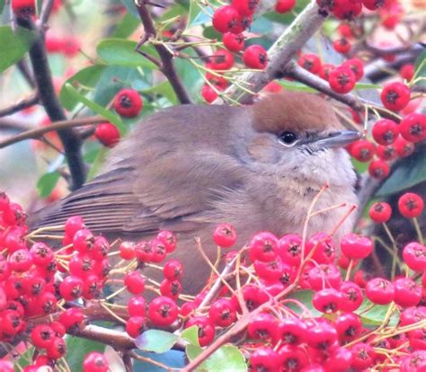 Paul Cassidy On Linkedin Big Garden Birdwatch 2023 Meadfleet