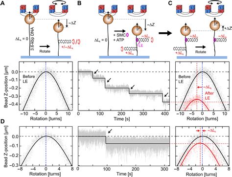 All Eukaryotic Smc Proteins Induce A Twist Of −0 6 At Each Dna Loop Extrusion Step Science