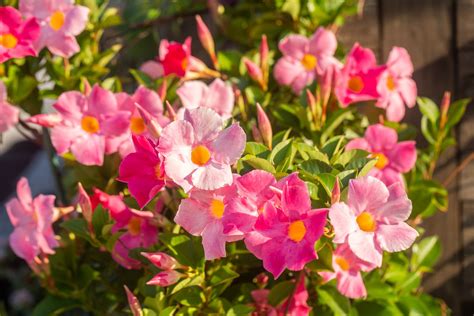 Dipladenia Or Mandevilla Care Complete Gardering